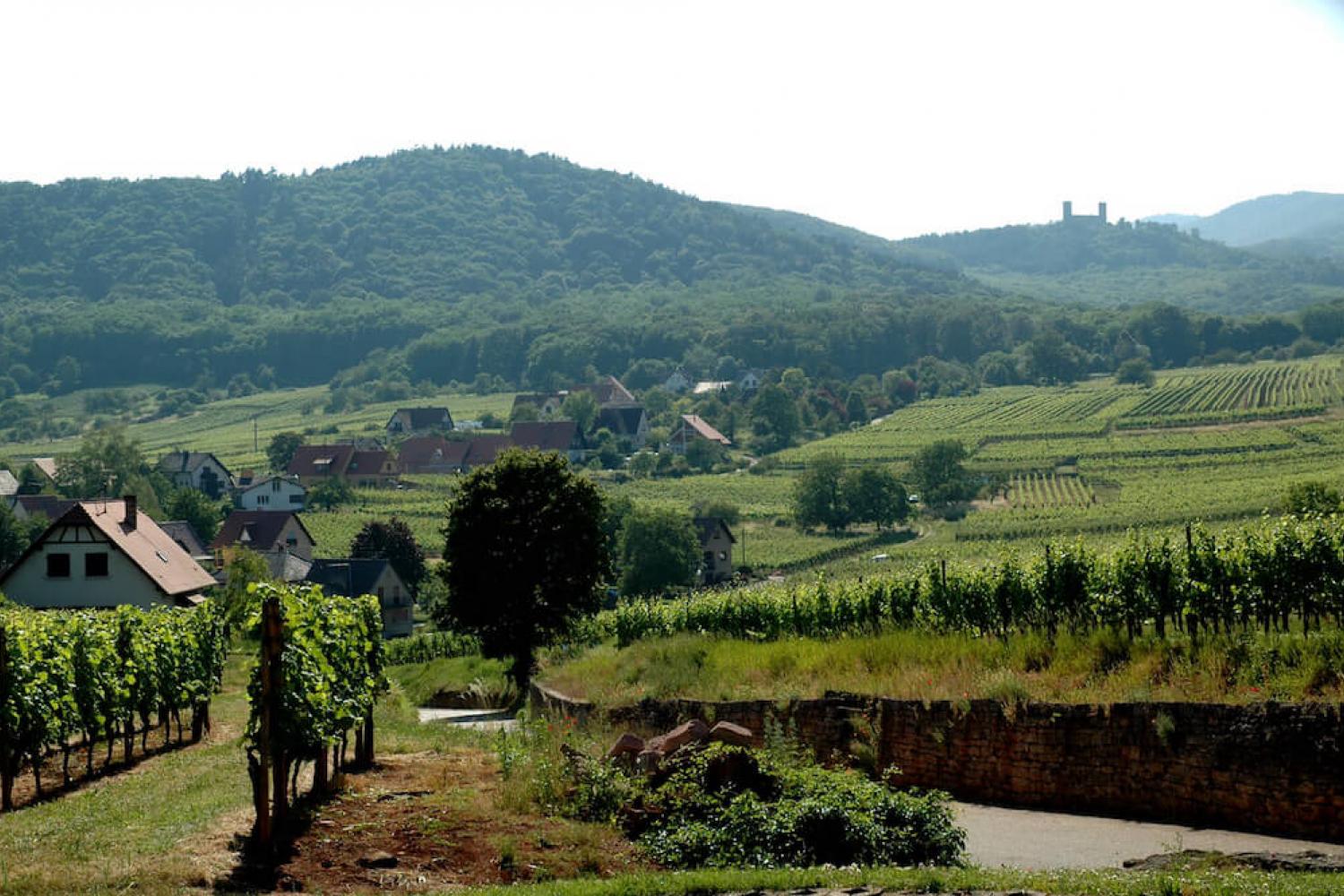 Mittelbergheim - Commune | Portail